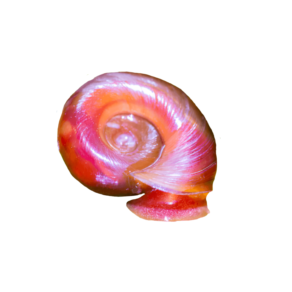 Planorbis Rojo – MONTESBIO